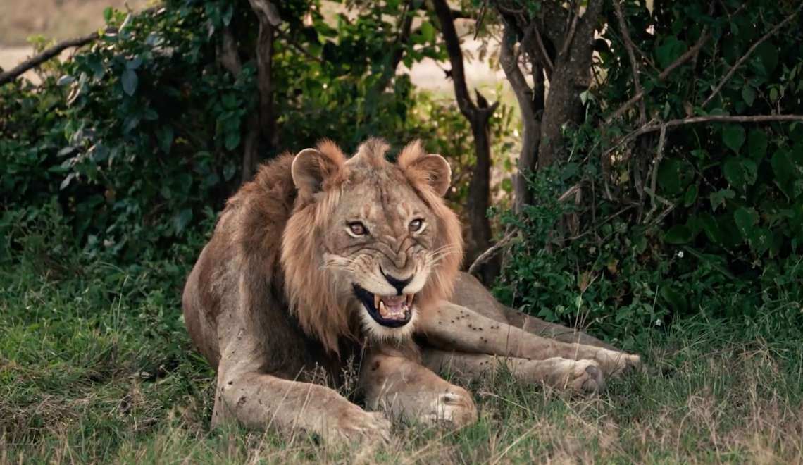 Drones Revolutionize African Lion Conservation in Uganda: A New Era of ...
